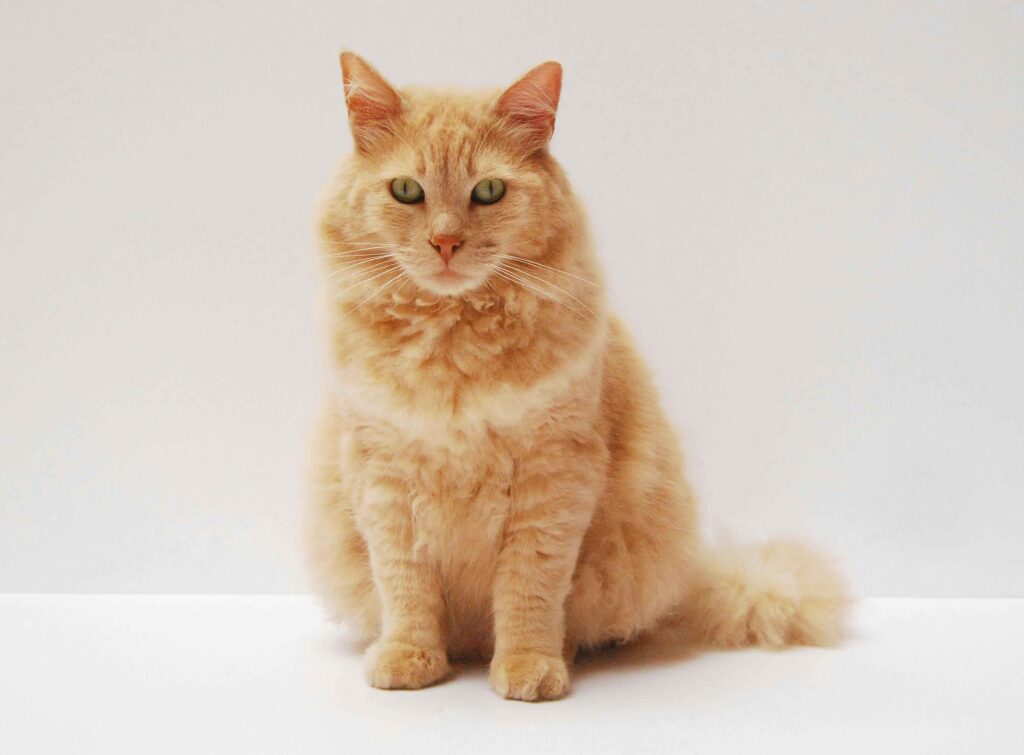What Breed is My Cat - AI Cat Breed Identifier By Picture Online Free